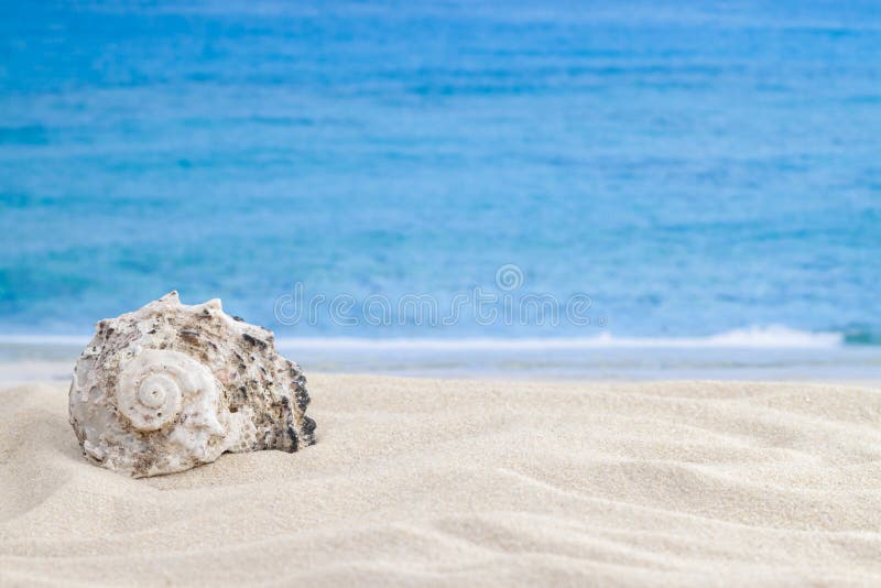 Spiky Seashell Standing on Sandy Tropical Beach Surface and Sea or ...
