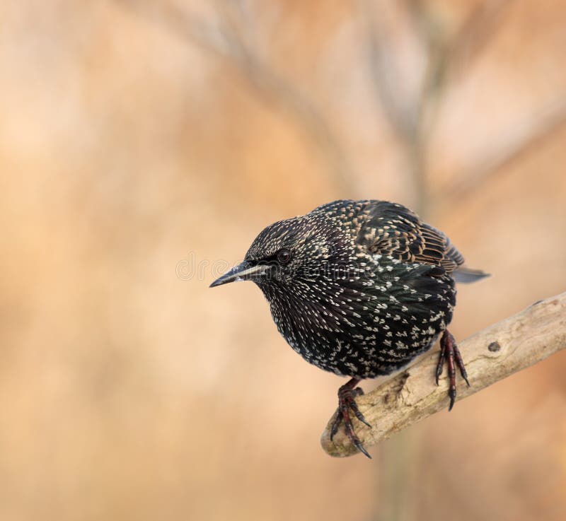Spotted starling stock photo. Image of winter, bird, branch - 18565700