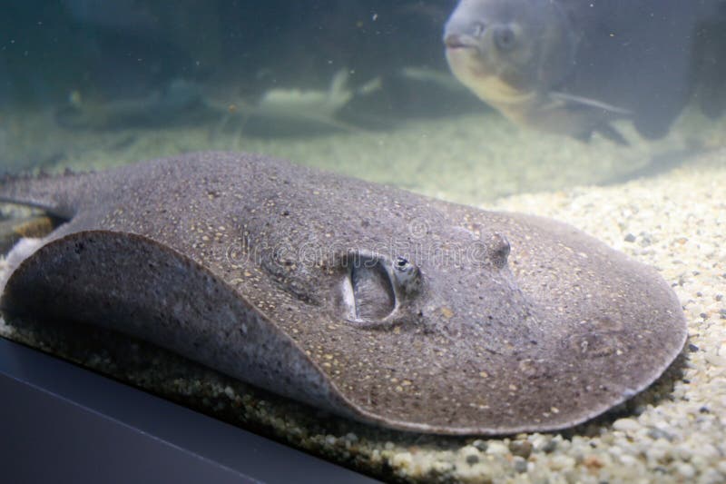 Spotted Stingray Fish in the Aquarium Stock Photo - Image of egypt ...