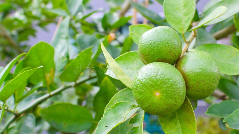 Spotted Surface Fresh Lime on Tree Stock Image - Image of organic ...