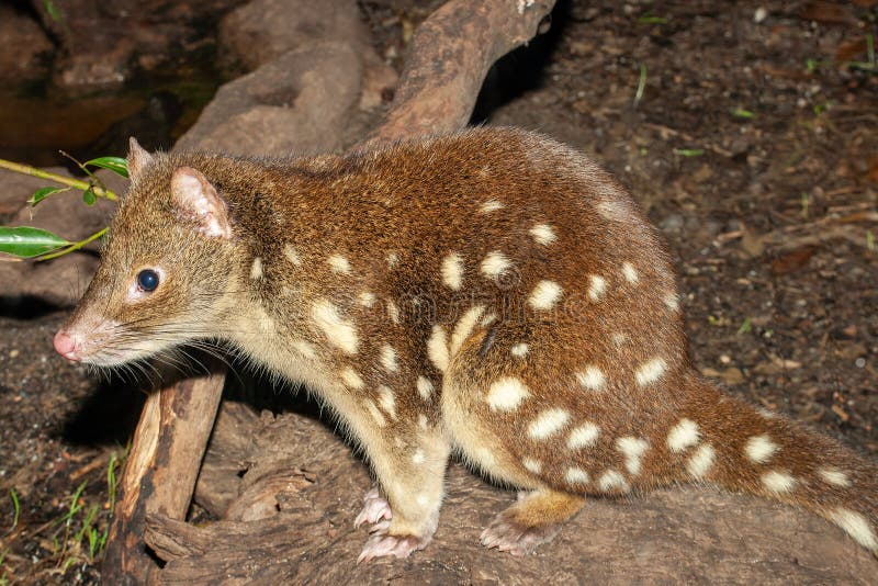 Spotted-tail Quoll stock photo. Image of marsupial, close - 252470760