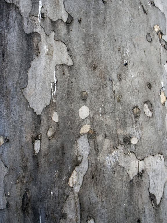 Spotted Texture of the Trunk of a Sycamore Tree Stock Image - Image of ...