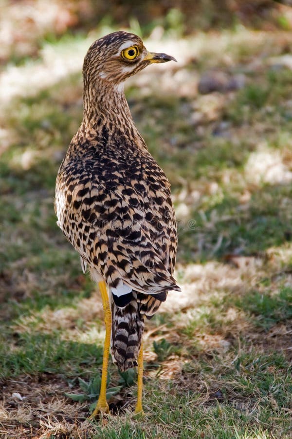 Spotted Thick-knee Bird or Dikkop Stock Photo - Image of bird, head ...