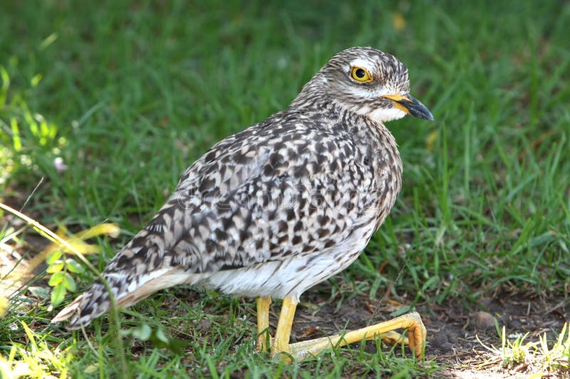 Spotted Thick-knee Bird or Dikkop Stock Photo - Image of bird, head ...