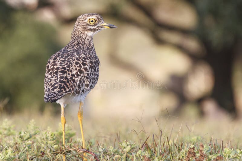 The Spotted Thick-knee Burhinus Capensis Stock Photo - Image of knee ...