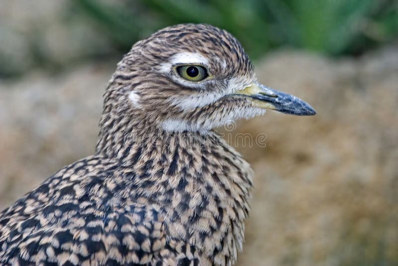 Spotted Thick-Knee, Burhinus Capensis, Close Up Profile Stock Image ...