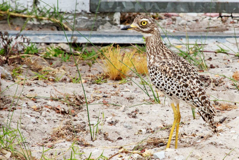 Spotted Dikkop Bird Stock Photos - Free & Royalty-Free Stock Photos ...