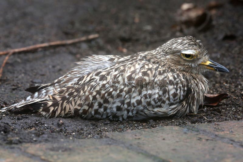 Spotted Thick-knee Bird or Dikkop Stock Photo - Image of bird, head ...