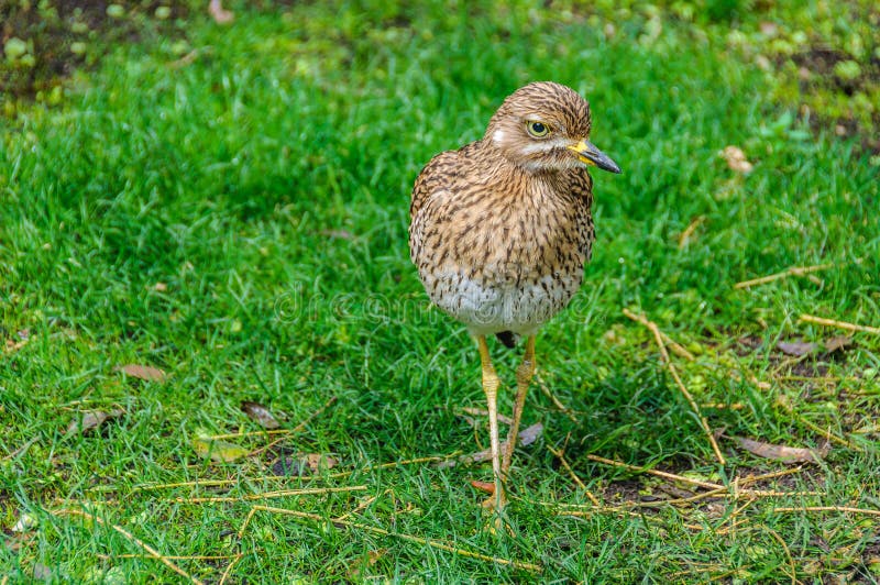 Spotted Thick-nee in a Zoo in Valencia, Spain Stock Image - Image of ...