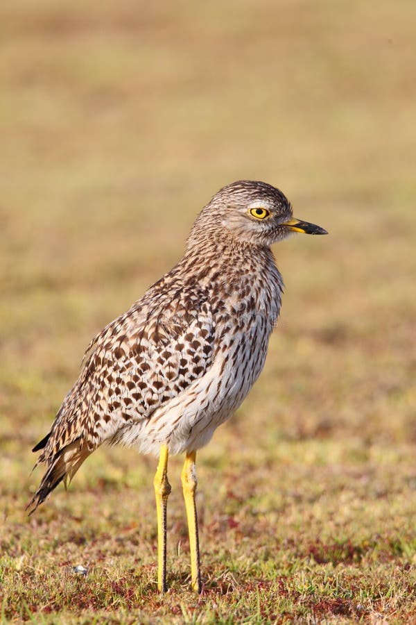 Thicknee or Dikkop Bird stock image. Image of beak, animal - 13235947
