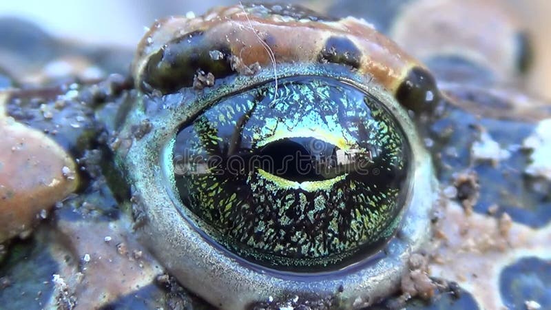 Spotted Toad Frog Blinking Eye. Stock Video - Video of blinking, blink ...