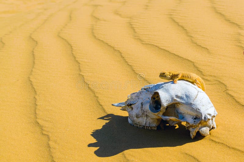 Spotted Toad-headed Agama on Animal Skull in Sand Desert Stock Photo ...