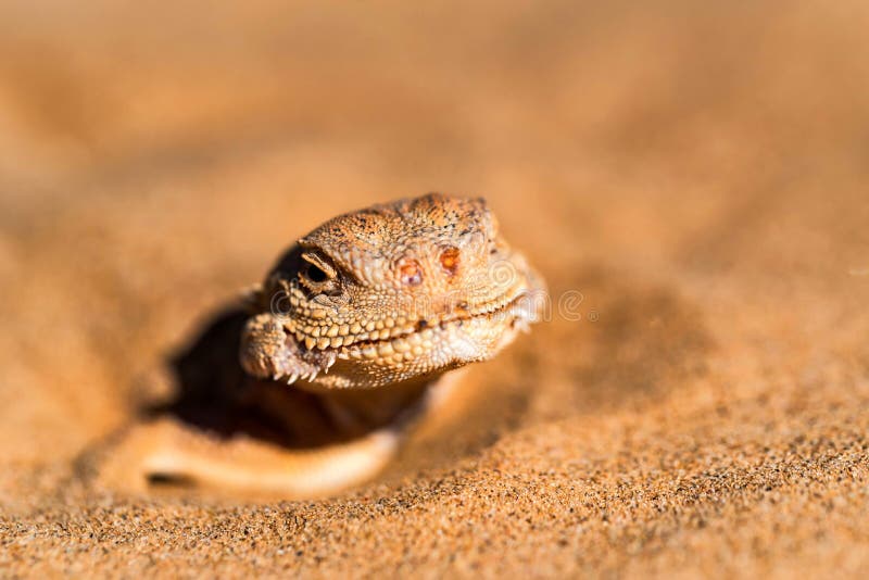 Spotted Toad-headed Agama Buried in Sand Close Stock Photo - Image of ...