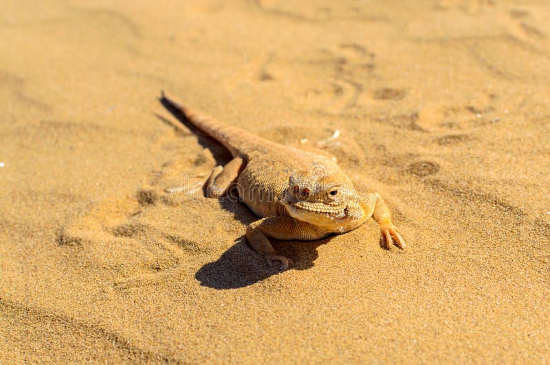 Spotted Toad-headed Agama on Sand Stock Image - Image of orangespots ...