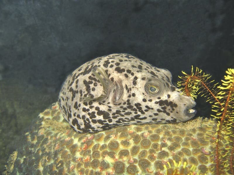 Spotted Toadfish stock photo. Image of ocean, spots, sleeping - 302354