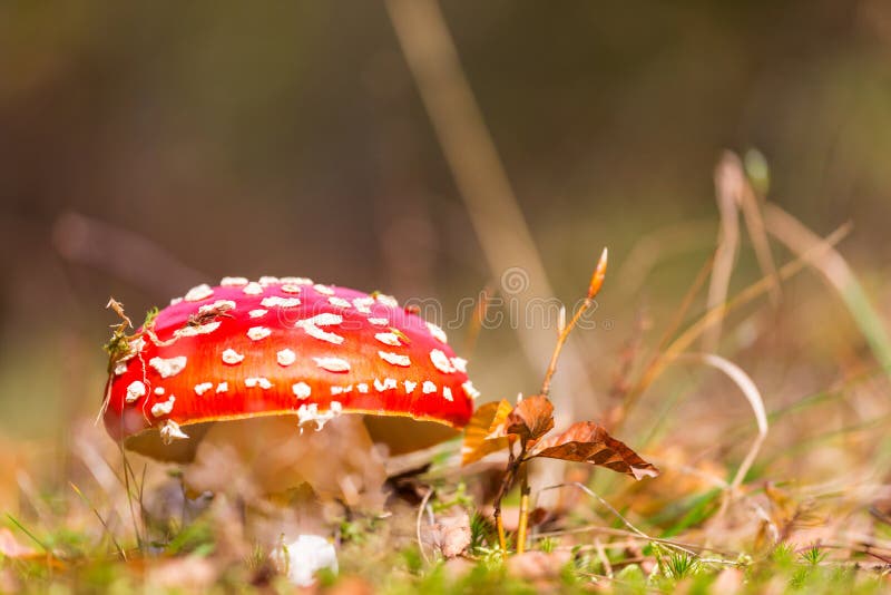 Spotted toadstool stock image. Image of color, meadow - 199363171