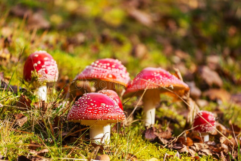 Spotted toadstool stock photo. Image of fungus, forest - 200067496