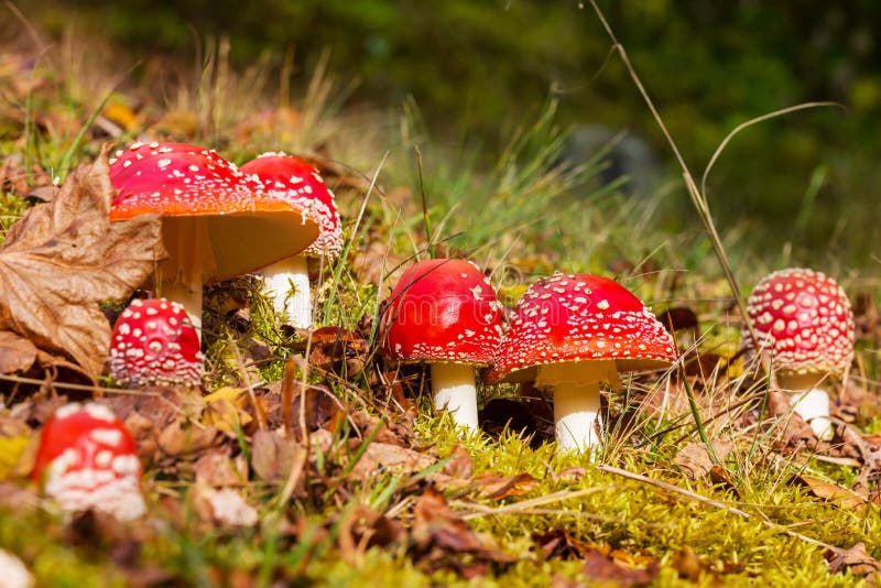 Spotted toadstool stock photo. Image of happy, nature - 200067546