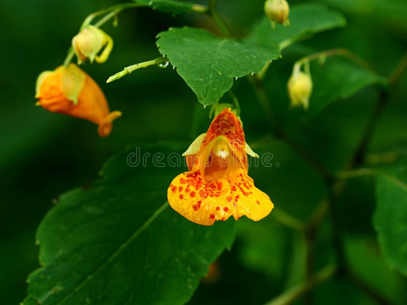 Spotted Touch Me Not Flower in Full Bloom Stock Image - Image of ...