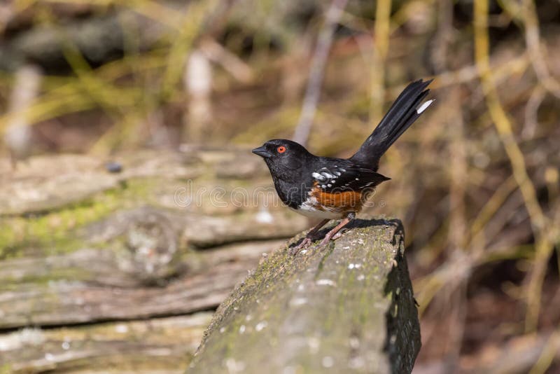 Spotted towhee bird stock photo. Image of spotted, towhee - 113773958