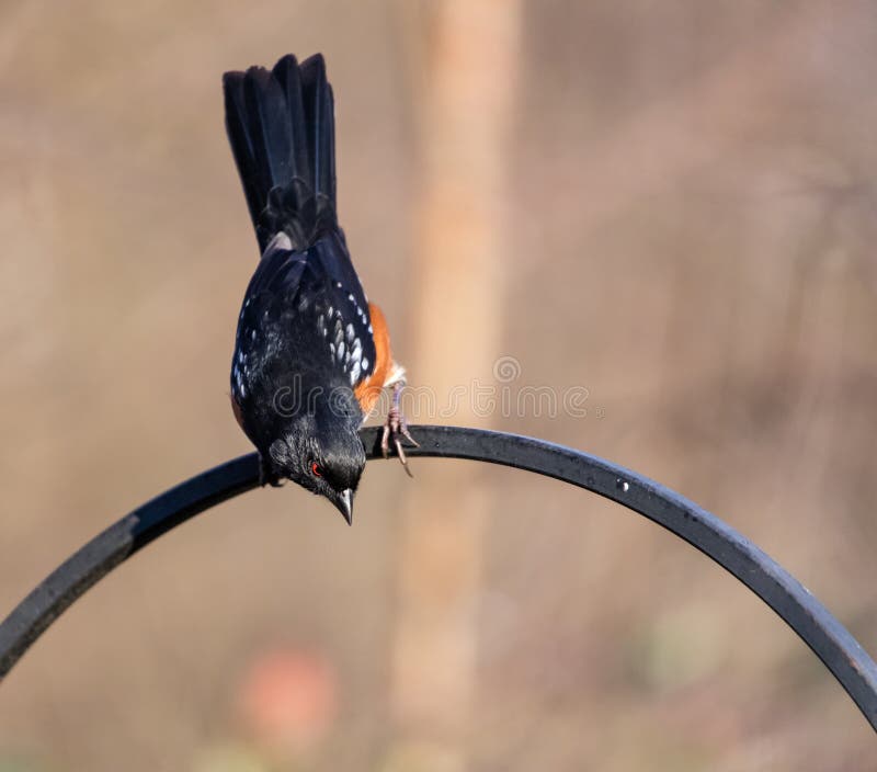 Spotted towhee bird stock photo. Image of vancouver - 160138650