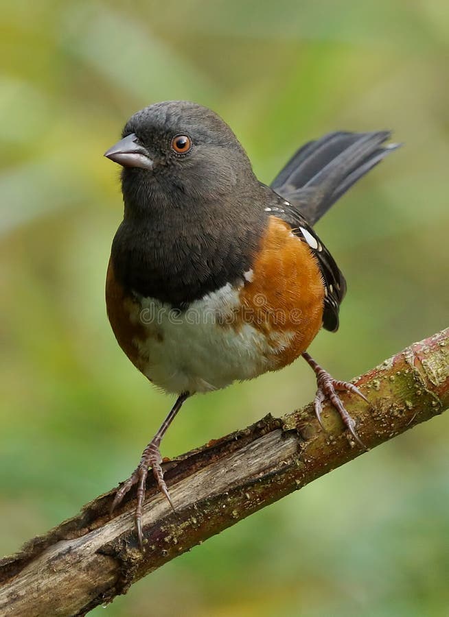 Spotted Towhee stock photo. Image of birding, pretty, black - 4090674