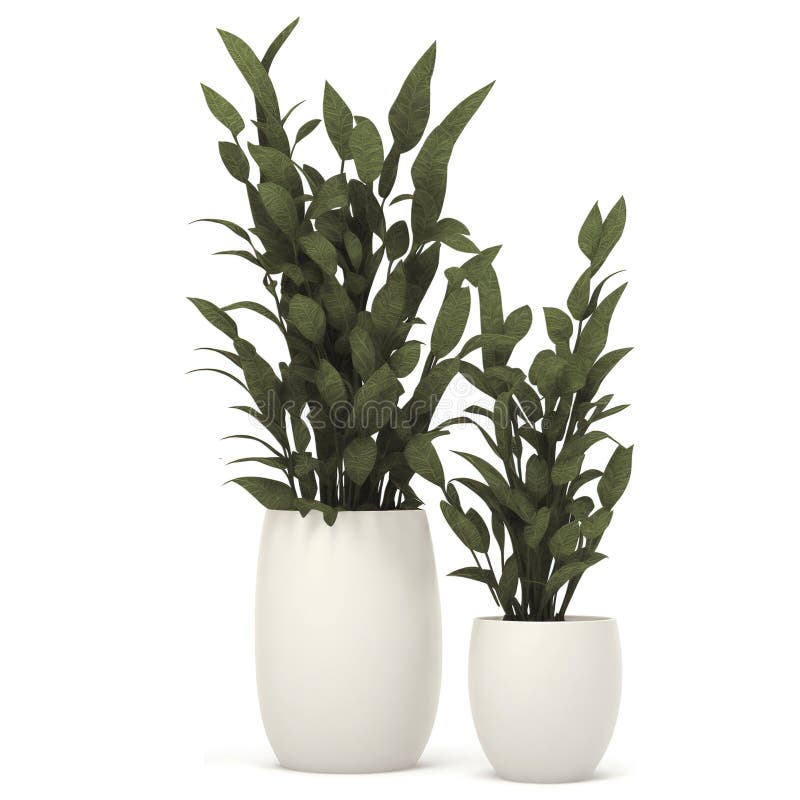 Spotted Tree with Slender Leaves in a White Ceramic Pot. Isolated on ...