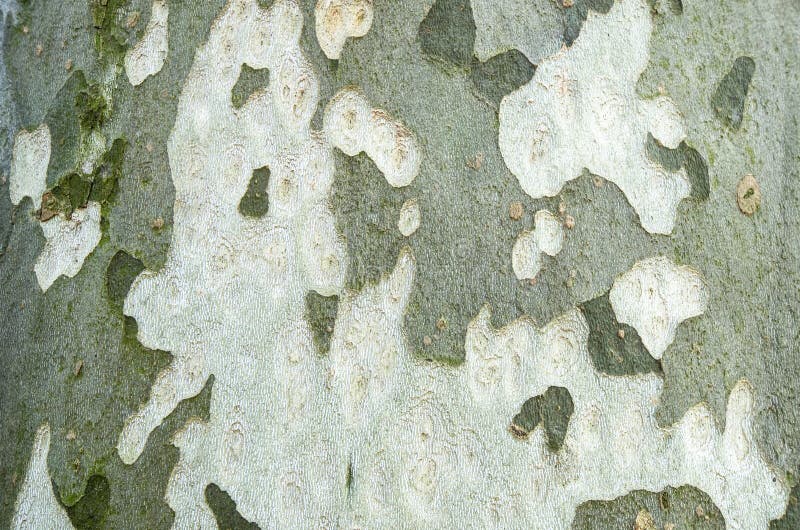 Spotted Tree Texture One stock image. Image of bark, spots - 80651793