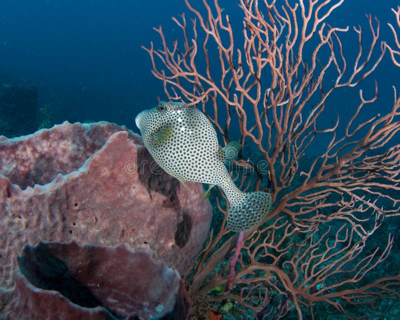 Spotted Trunkfish stock photo. Image of black, grass - 17072004