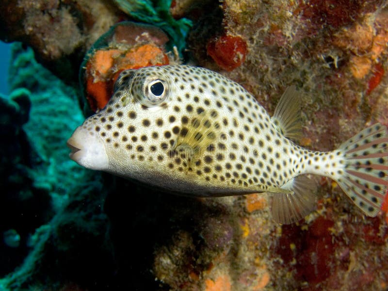 Spotted Trunkfish stock image. Image of vacation, sport - 3995227