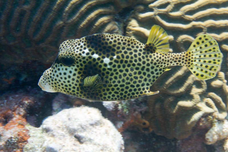 Spotted Trunkfish on Coral Reef Stock Photo - Image of lactophrys ...