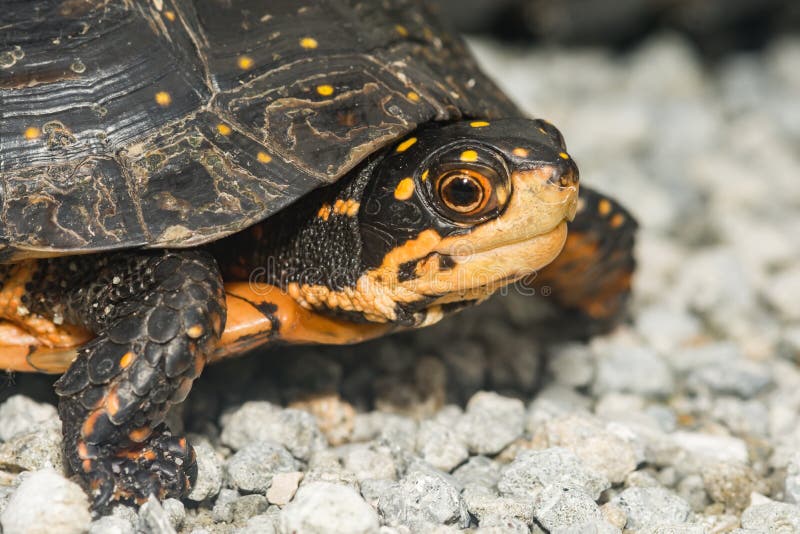 Spotted Turtle - Clemmys Guttata Stock Photo - Image of curious ...