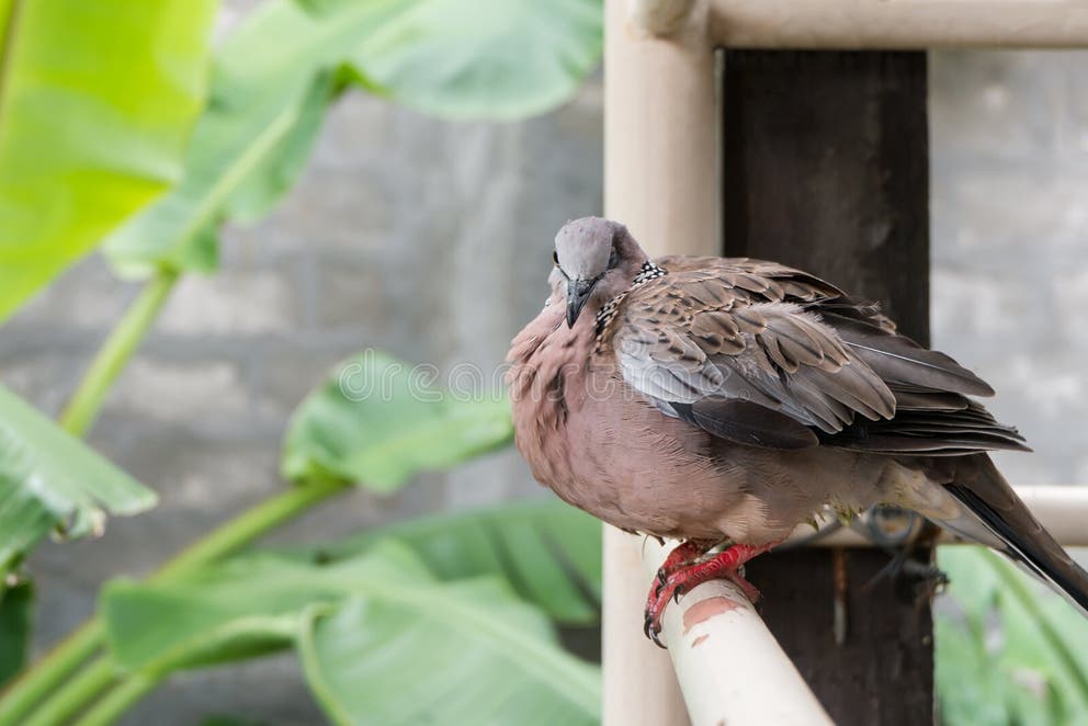 Spotted turtle dove stock photo. Image of eyeless, bird - 75046622