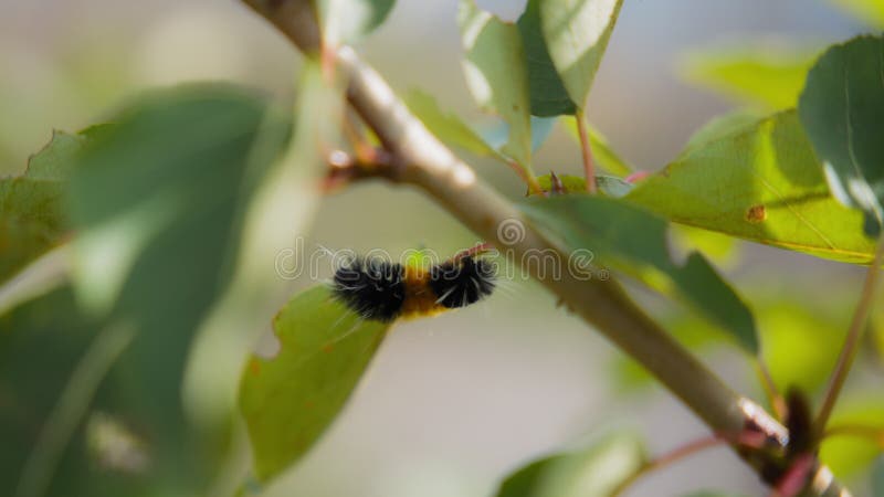 Spotted Tussock Moth Crawling on a Leaf Stock Video - Video of tiger ...