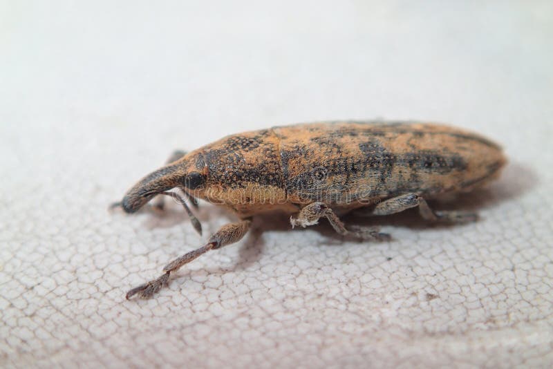 Spotted weevil stock photo. Image of nature, weevil - 102875392