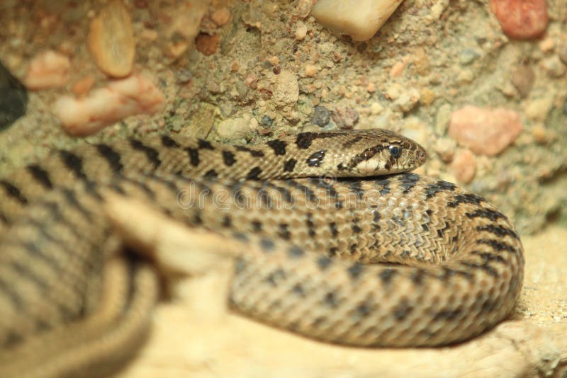 Spotted whip snake stock image. Image of whip, snake - 256023007