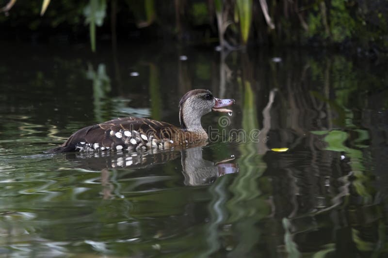 A Spotted Whistling Duck on the River, Spotted Whistling Duck Stock ...
