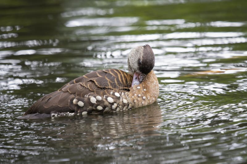 A Spotted Whistling Duck on the River, Spotted Whistling Duck Stock ...
