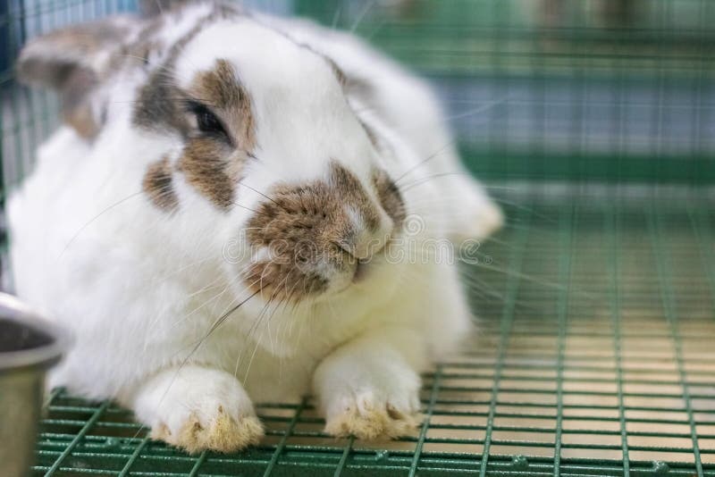 Black And White Spotted Bunny Stock Image - Image of black, spots: 54890839