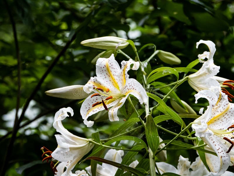 White Tiger Lilies in a Japanese Forest 3 Stock Photo - Image of ...