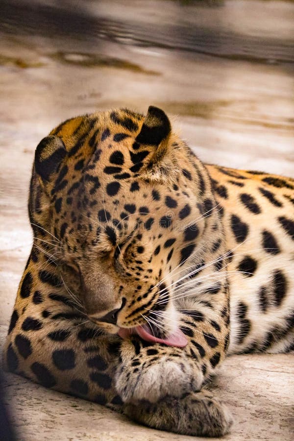Spotted Wild Cat Leopard is Washed with Tongue. Close-up of an Animal ...