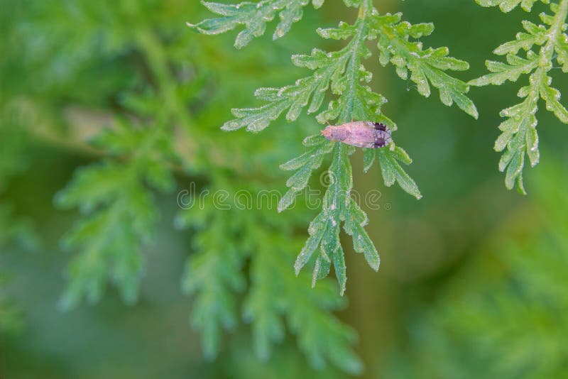 Spotted winged fly stock photo. Image of insect, life - 242658162
