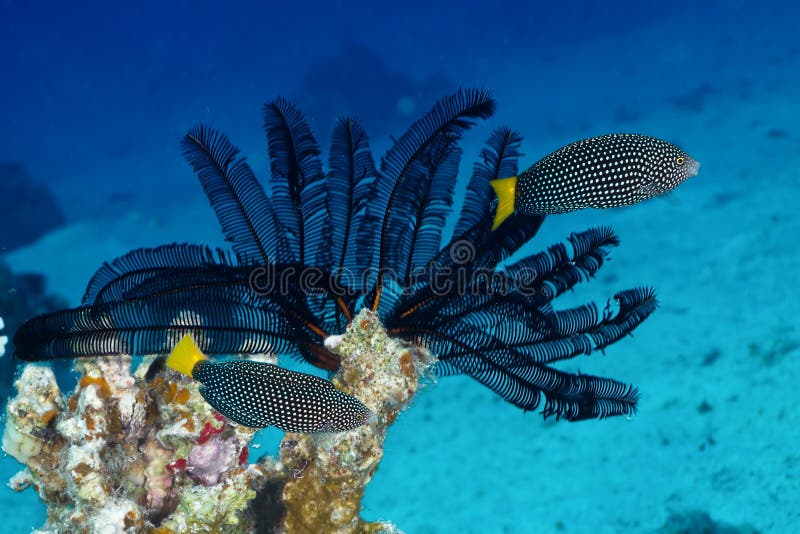 Spotted wrasse stock photo. Image of water, swimming - 29420224