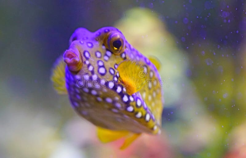 Yellow Boxfish (Ostracion Cubicus) Stock Photo - Image of water, dive ...