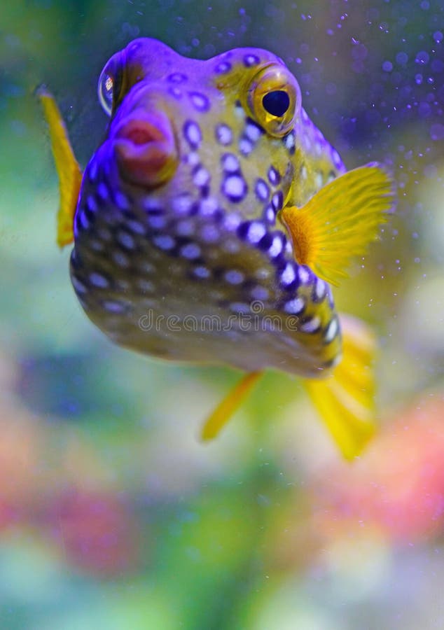 A Spotted Yellow Boxfish Ostracion Cubicus Stock Image - Image of water ...