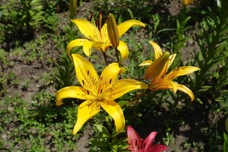 3 Spotted Yellow Flowers of Lilies Stock Photo - Image of foliage ...