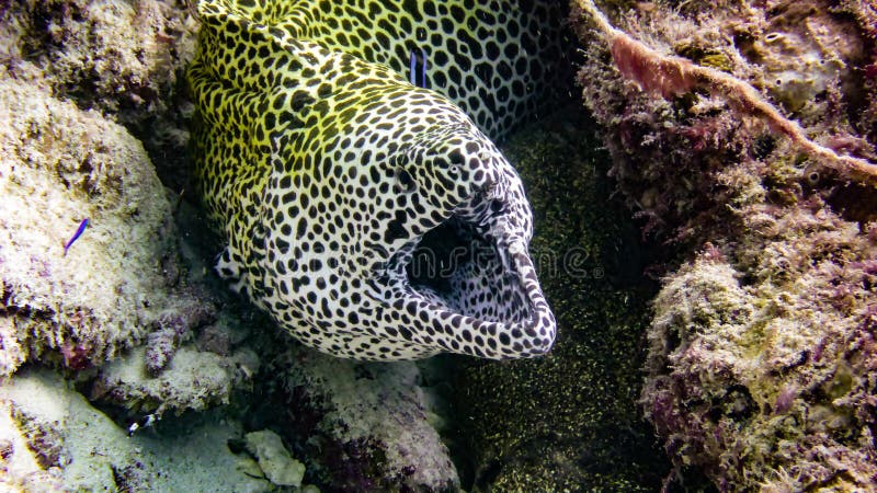 Black And White Spotted Eel Stock Photo - Image of life, island: 15201126