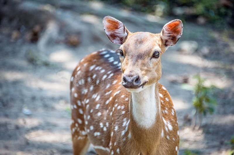 Spotted a Young Deer with a White Chest and Big Eyes Looks into the ...