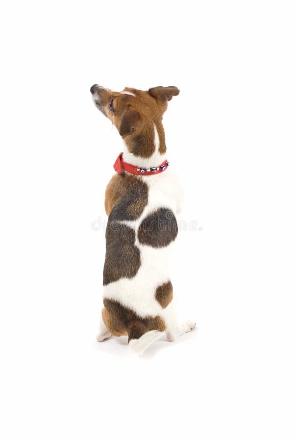 27+ Spotty dog Free Stock Photos - StockFreeImages