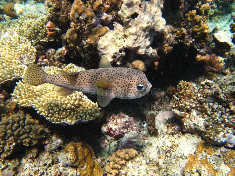 The Spotty Fish stock photo. Image of fish, water, movement - 27241578